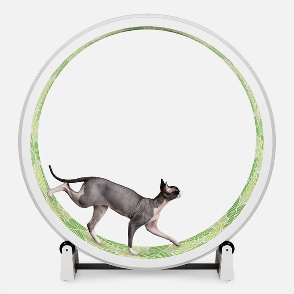 Out of Stock - ONE FAST CAT Gen 7 Cat Exercise Wheel, White with Jungle ...