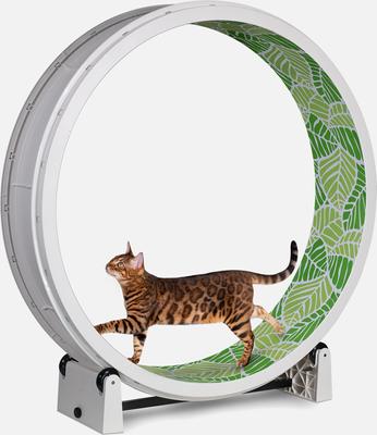 Out of Stock - ONE FAST CAT Gen 7 Cat Exercise Wheel, White with Jungle ...