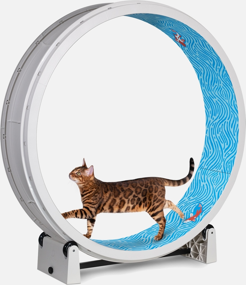 ONE FAST CAT Gen 7 Cat Exercise Wheel, White with Koi Pond Foam Pads ...