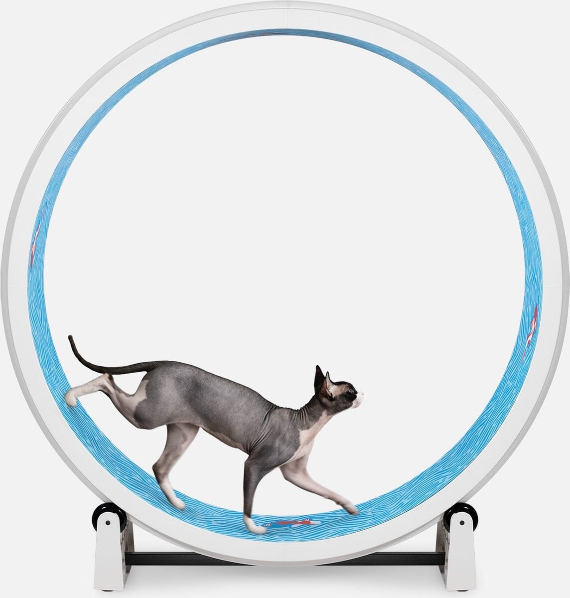 Out of Stock - ONE FAST CAT Gen 7 Cat Exercise Wheel, White with Koi ...