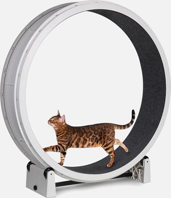 ONE FAST CAT Gen 7 Cat Exercise Wheel, White with Black Felt Pads ...