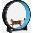 ONE FAST CAT Gen 7 Cat Exercise Wheel, Black with Koi Pond Foam Pads ...