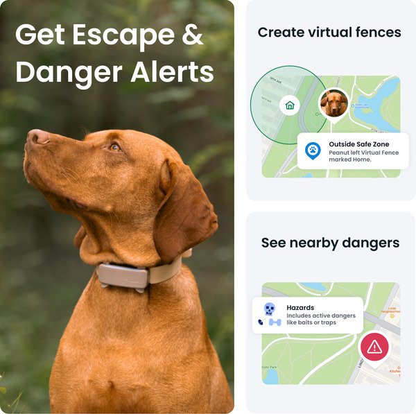 TRACTIVE Dog GPS Tracker with Activity Monitoring, Brown - Chewy.com