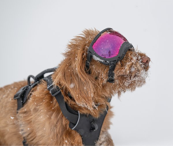 REX SPECS V2 Dog Goggles, Black, X-Small - Chewy.com