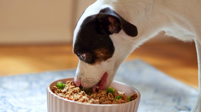 PetPlate Dog Food (Free shipping) | Chewy