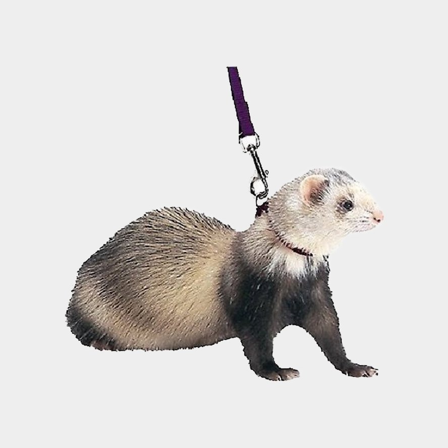 Ferret Supplies & Accessories | Chewy