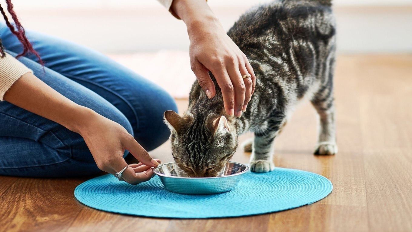 High Quality Cat Food - Premium Cat Food Brands | Chewy