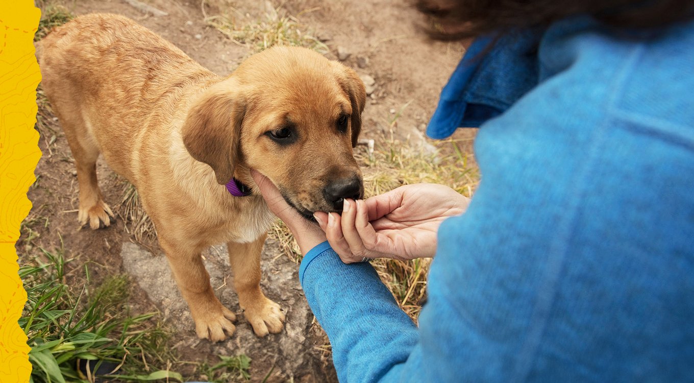 ZUKE'S Puppy Naturals Lamb Recipe Soft & Chewy Training Dog Treats, 3 ...