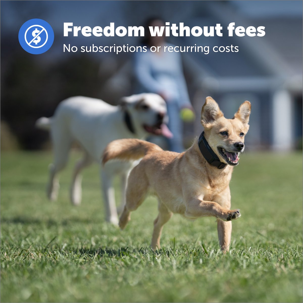 PETSAFE Guardian GPS Wireless Dog Fence System - Chewy.com