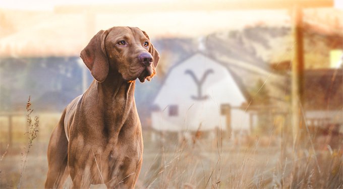 YELLOWSTONE DUTTON RANCH DOG TREAT CO. Beef Chips Crunchy Dog Treats ...