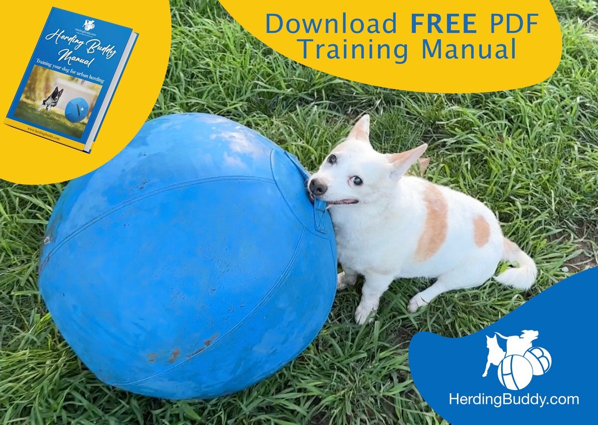 HERDING BUDDY Ball Dog Toy, Blue, 18-in - Chewy.com