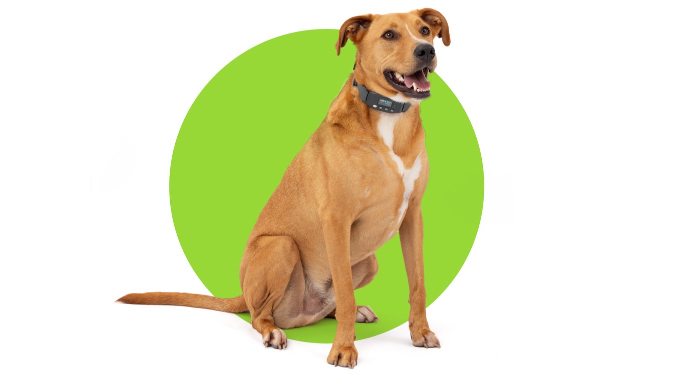 PREMIER PET 1000-ft with Rechargeable Battery Dog Remote Training ...