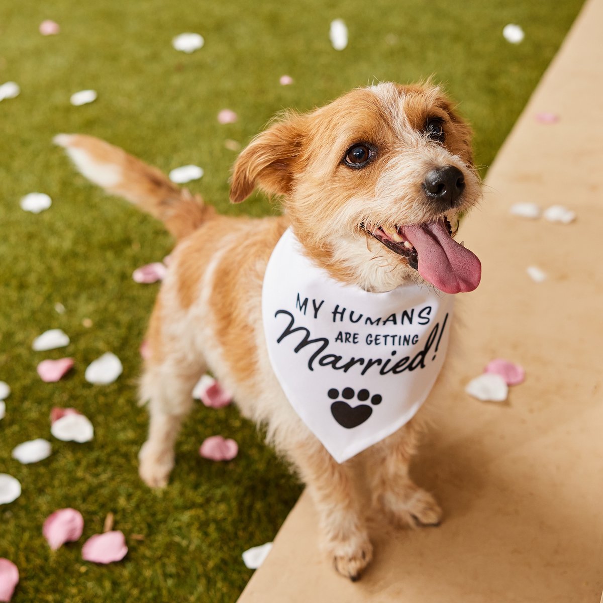 FRISCO My Humans are Getting Married Dog & Cat Bandana, Medium/Large ...