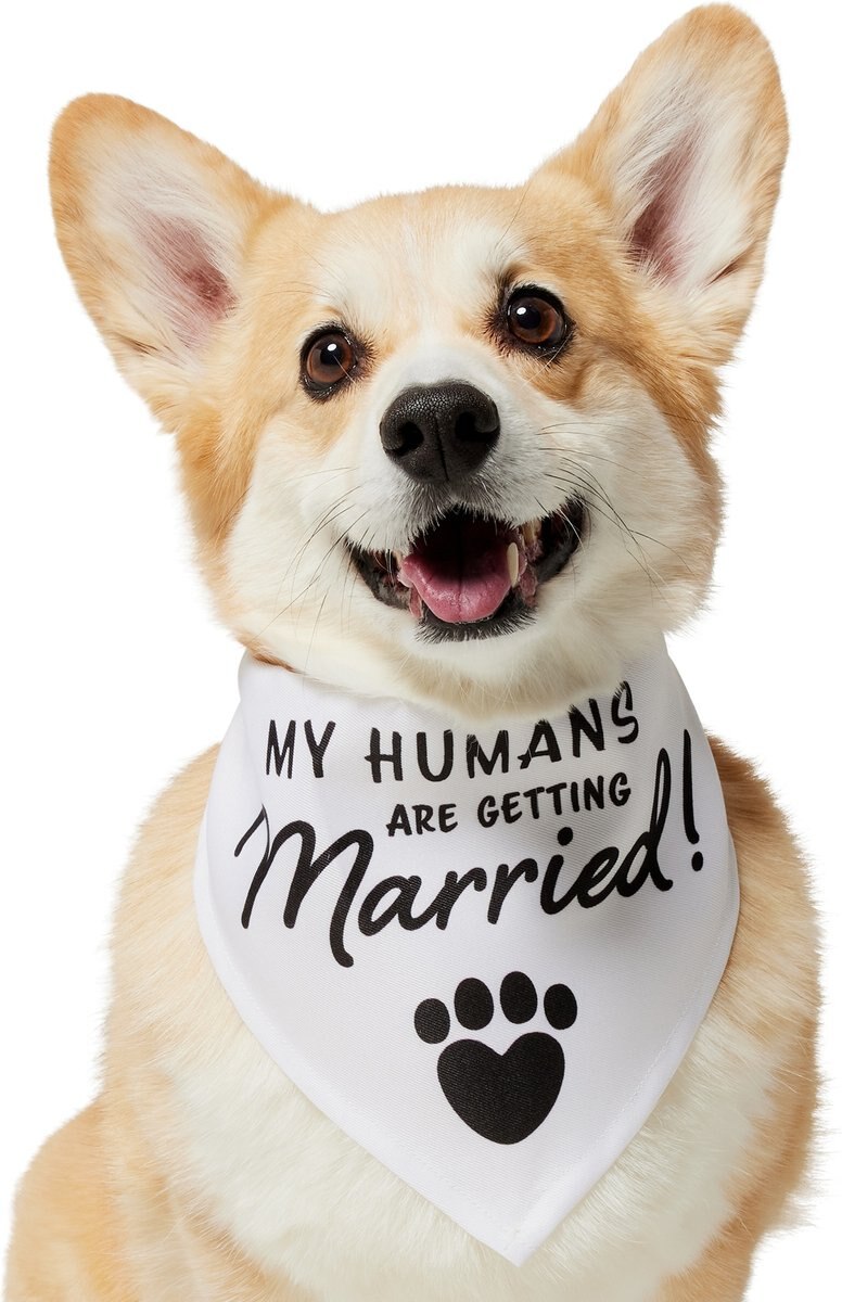FRISCO My Humans are Getting Married Dog & Cat Bandana, Medium/Large ...