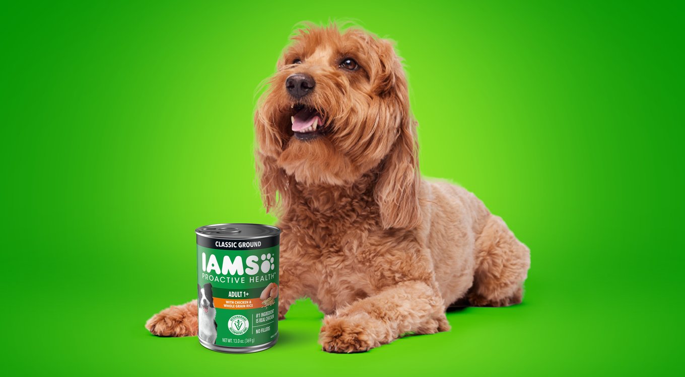 IAMS ProActive Health Classic Ground with Slow Cooked Chicken & Rice ...