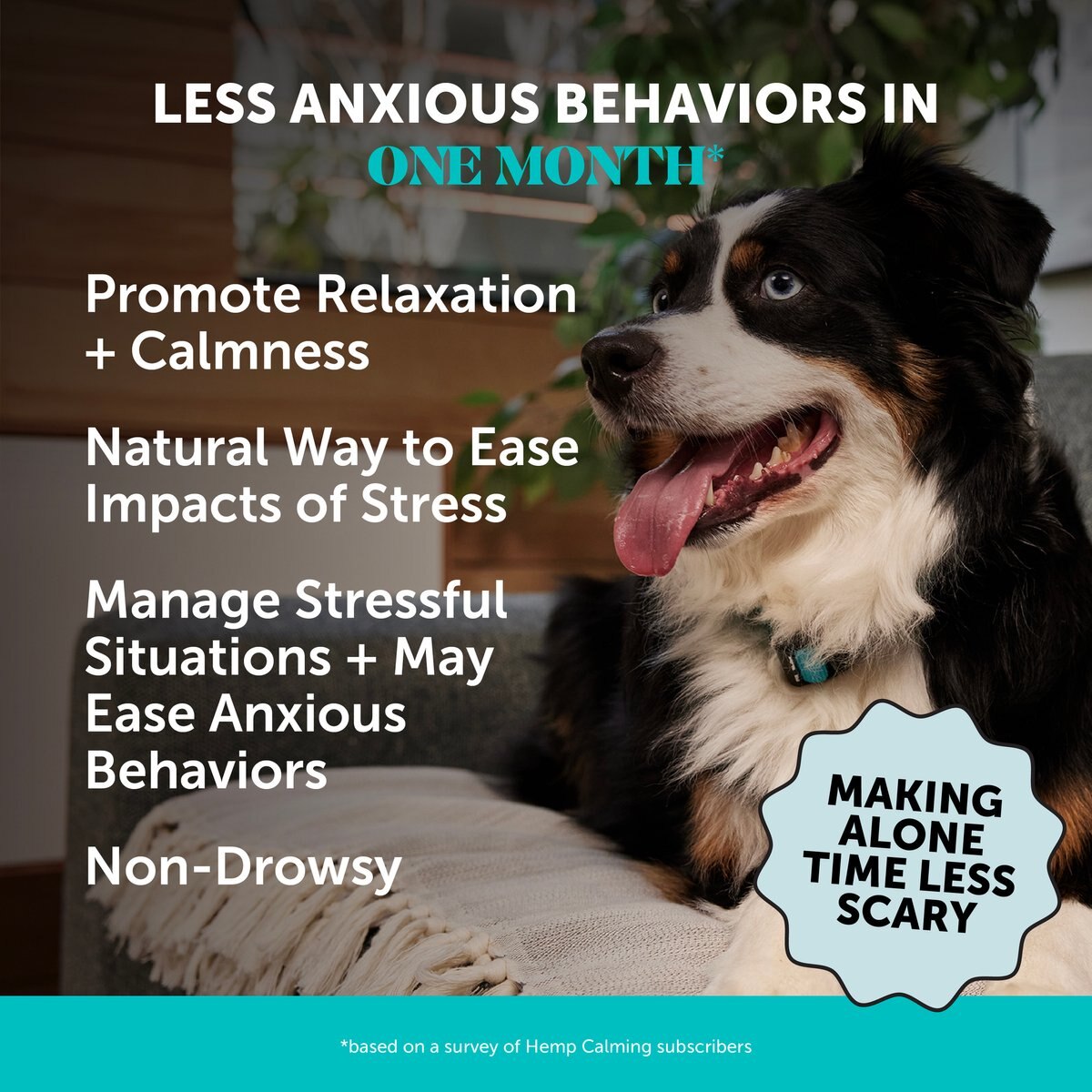 PET HONESTY Hemp Calming Beef Flavored Calming & Anxiety Chews ...