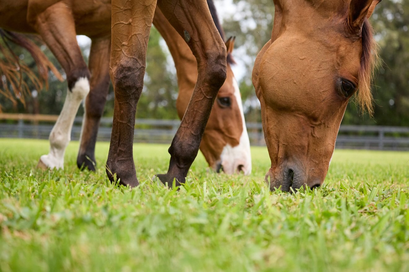 Horse Medicine: Prescription Horse Pharmacy Meds (Ships Free) | Chewy RX