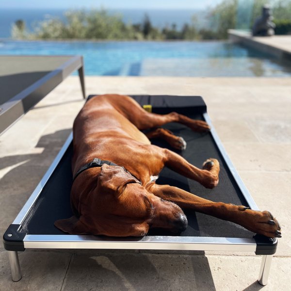 Out of Stock - K9 BALLISTICS Chew Proof Armored Mesh Elevated Dog Bed ...