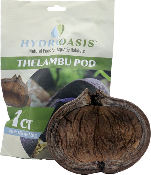 HYDROASIS Thelambu Pod Fish Plant - Chewy.com
