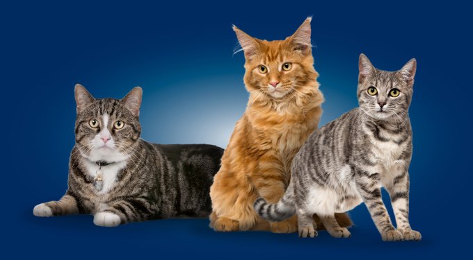 PREVUE PET PRODUCTS Premium Cat Cage Playpen, Black - Chewy.com