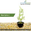 HYDROASIS Aquatic Plant 29 Gallon Bundle Fish Plant - Chewy.com