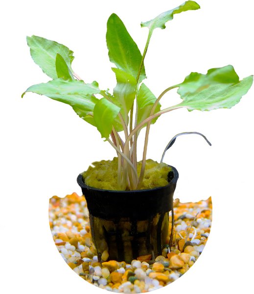 HYDROASIS Crypt Wendtii 'Green' Submerged Potted Reg Fish Plant - Chewy.com