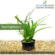HYDROASIS Aquatic Plant 10 Gallon Bundle Fish Plant - Chewy.com