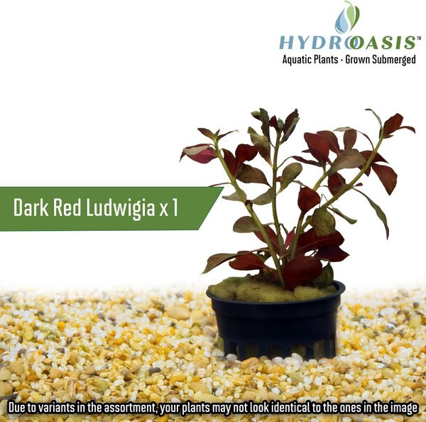 HYDROASIS Aquatic Plant 55 Gallon Bundle Fish Plant - Chewy.com