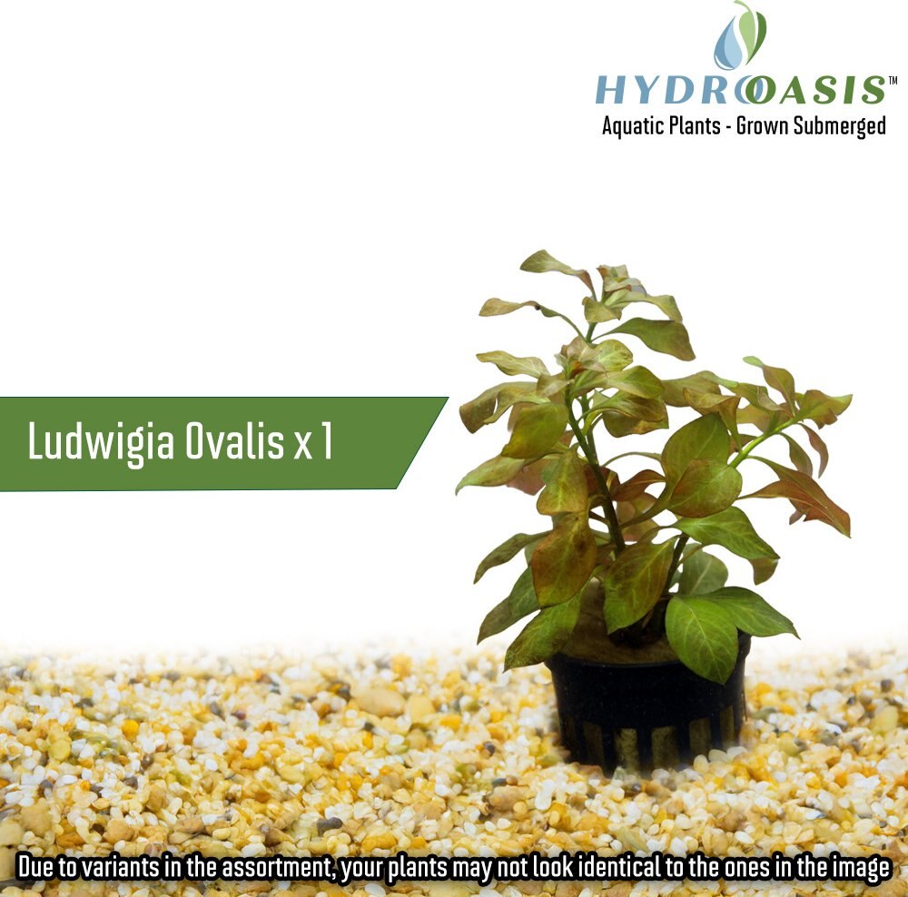 HYDROASIS Aquatic Plant 29 Gallon Bundle Fish Plant - Chewy.com