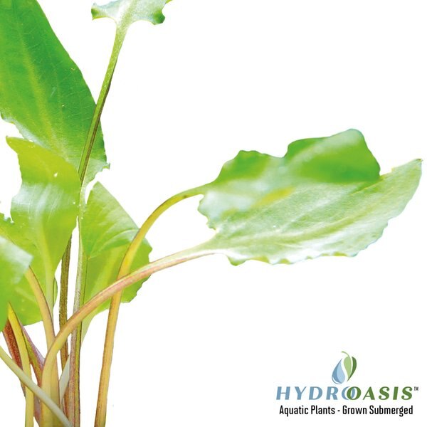 HYDROASIS Crypt Wendtii 'Green' Submerged Potted Reg Fish Plant - Chewy.com