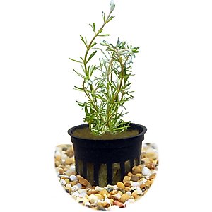 HYDROASIS Water Sprite Submerged Potted Reg Fish Plant - Chewy.com