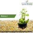 HYDROASIS Aquatic Plant 29 Gallon Bundle Fish Plant - Chewy.com