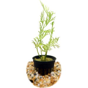 HYDROASIS Water Sprite Submerged Potted Reg Fish Plant - Chewy.com