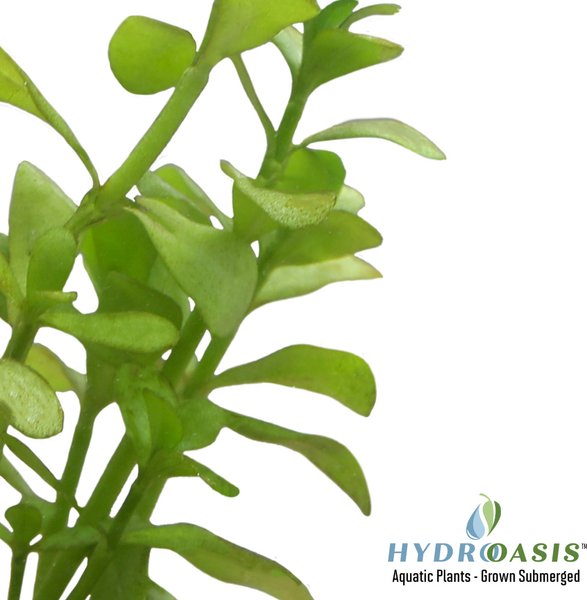 HYDROASIS Moneywort Submerged Potted Reg Fish Plant - Chewy.com