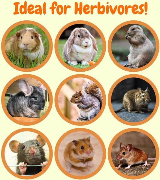 EXOTIC NUTRITION Watermelon Wedges Small Pet Chew Toy, 4.7-oz bag ...