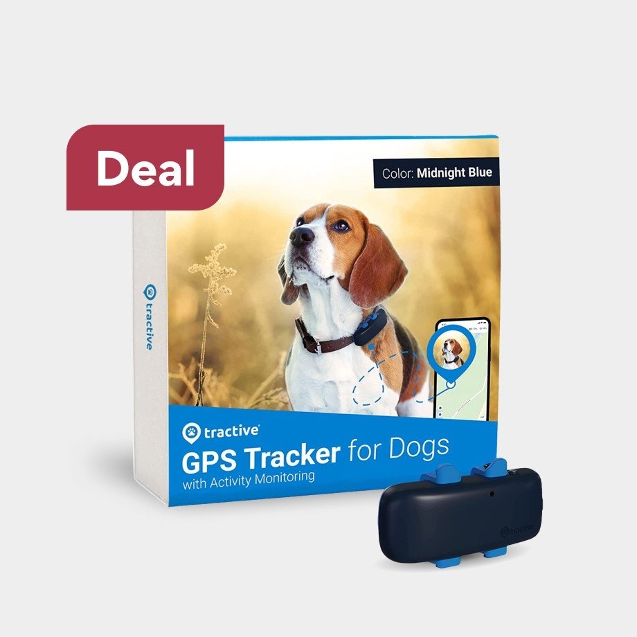 Dog Supplies On Sale: Discount Dog Supplies - Free Shipping | Chewy