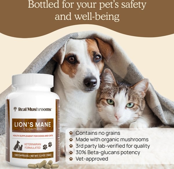 REAL MUSHROOMS Lion's Mane Capsule Cognitive Supplement for Dogs & Cats ...
