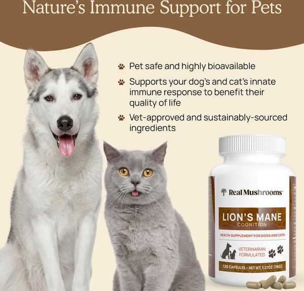 REAL MUSHROOMS Lion's Mane Capsule Cognitive Supplement for Dogs & Cats ...