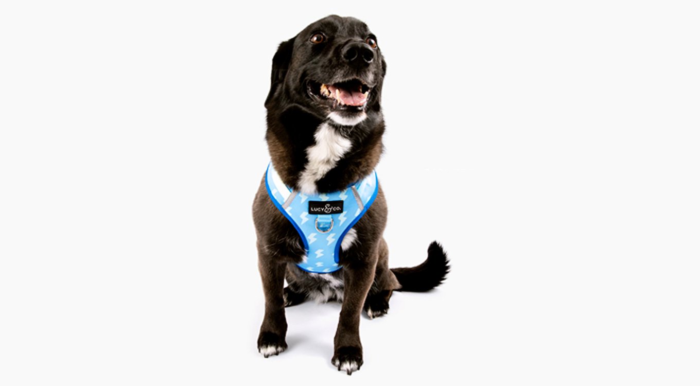LUCY & CO. The Simply Splendid No-Pull Dog Harness, Blue, X-Small: 12 ...