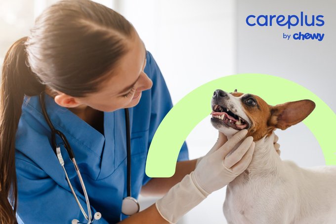 Dog Allergy Care - Free shipping | Chewy