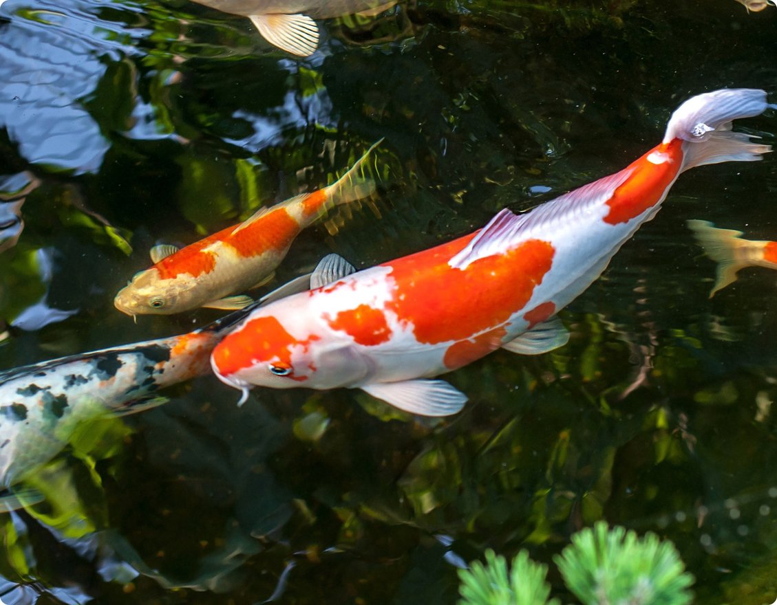 Koi Fish Food | Chewy