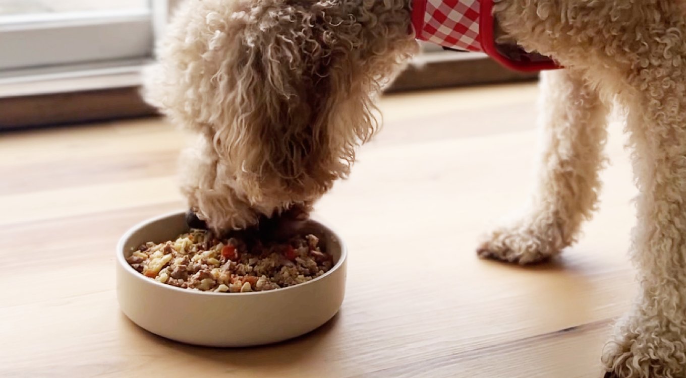 HEALTH EXTENSION Gently Cooked Chicken & Pumpkin Recipe Wet Dog Food, 9 ...