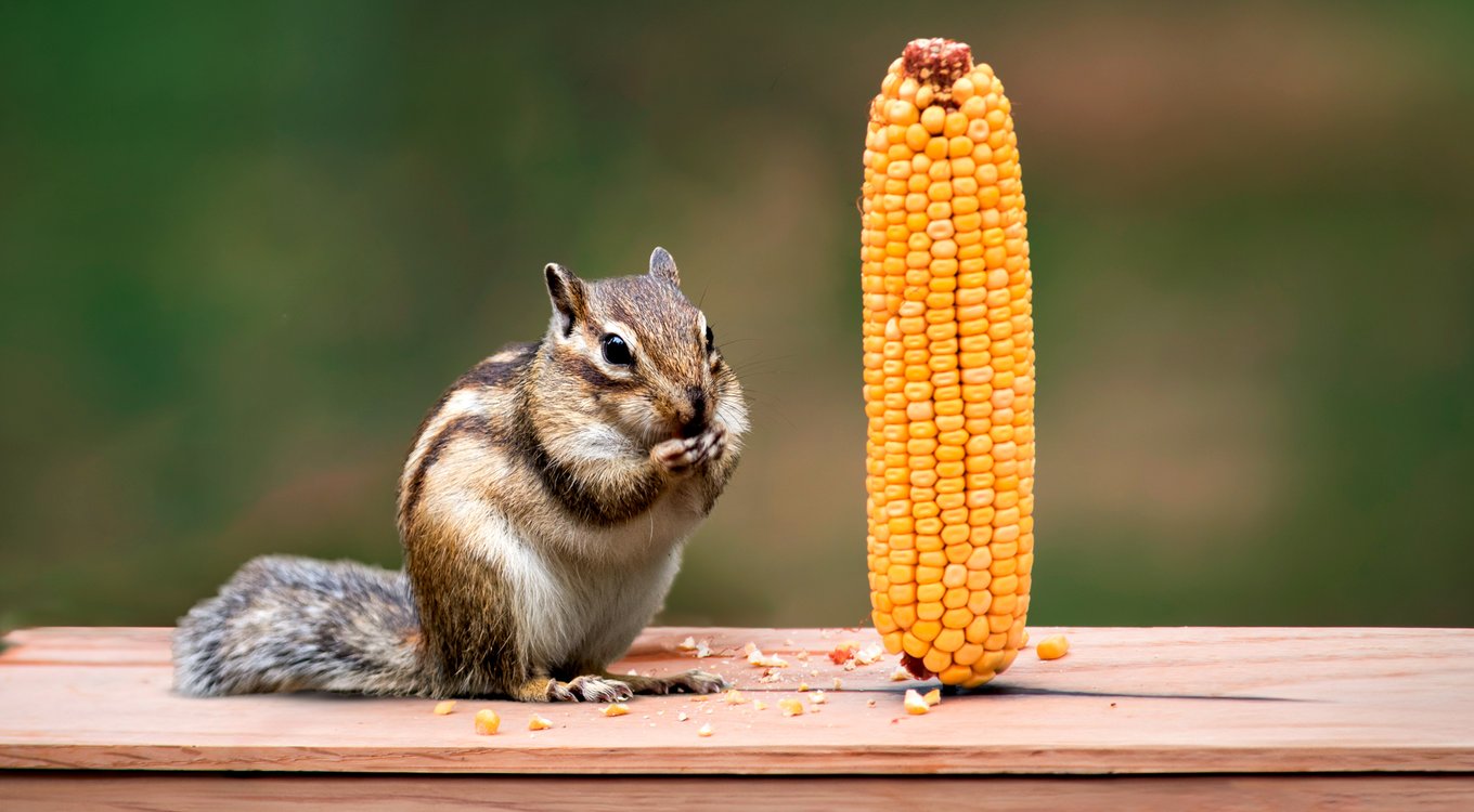 KAYTEE Backyard Wildlife Blend Wildlife Food, 5-lb bag - Chewy.com