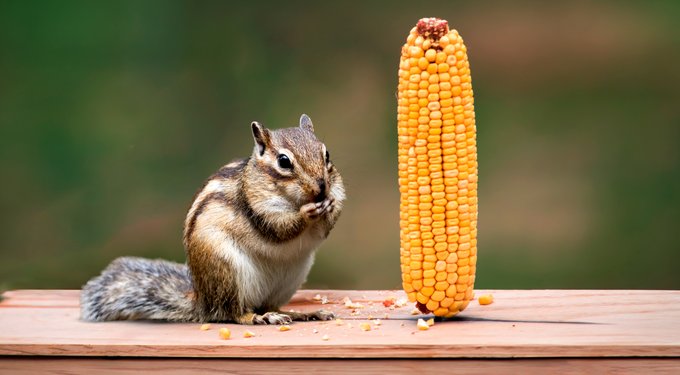 KAYTEE Backyard Wildlife Blend Wildlife Food, 5-lb bag - Chewy.com