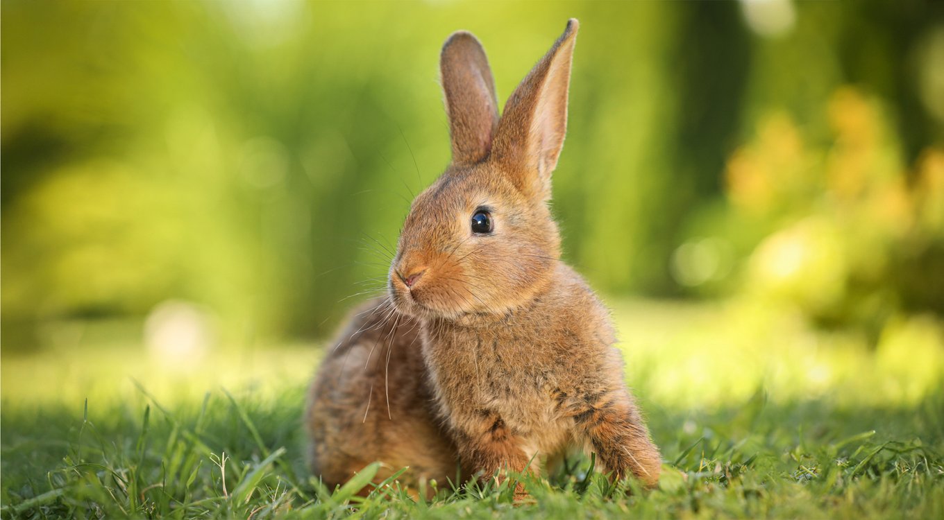 KAYTEE Backyard Wildlife Blend Wildlife Food, 5-lb bag - Chewy.com