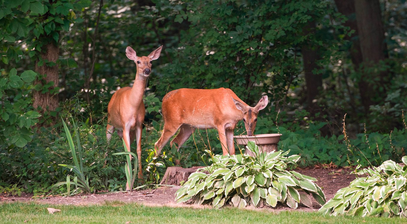 KAYTEE Backyard Wildlife Blend Wildlife Food, 5-lb bag - Chewy.com