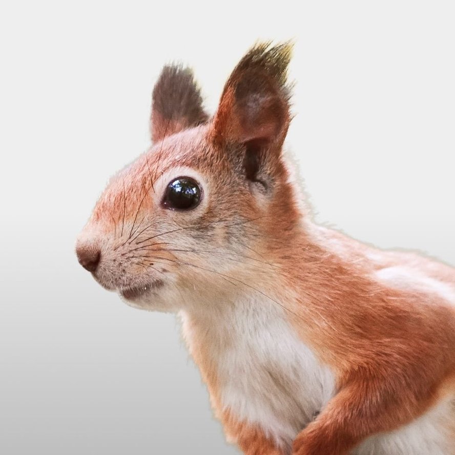 Pet Food, Products, Supplies at Low Prices - Free Shipping | Chewy.com