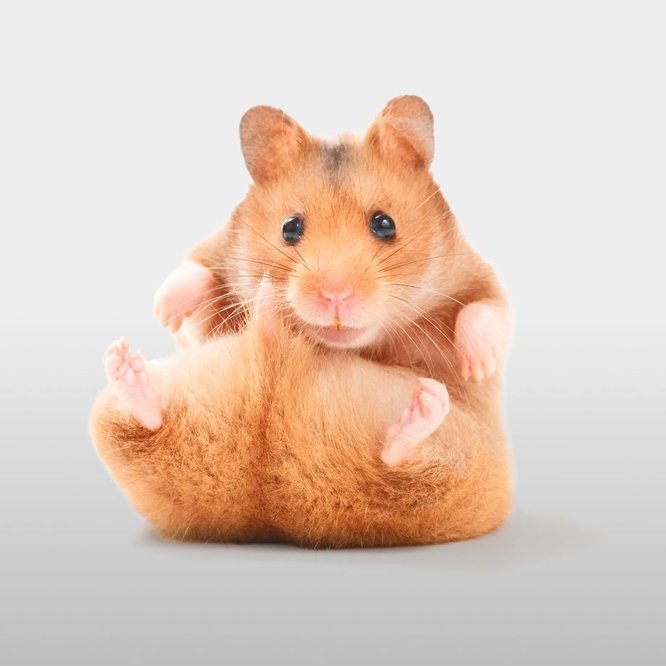 Pet Food and Supplies + Free Shipping | 35% Off First Autoship | Chewy