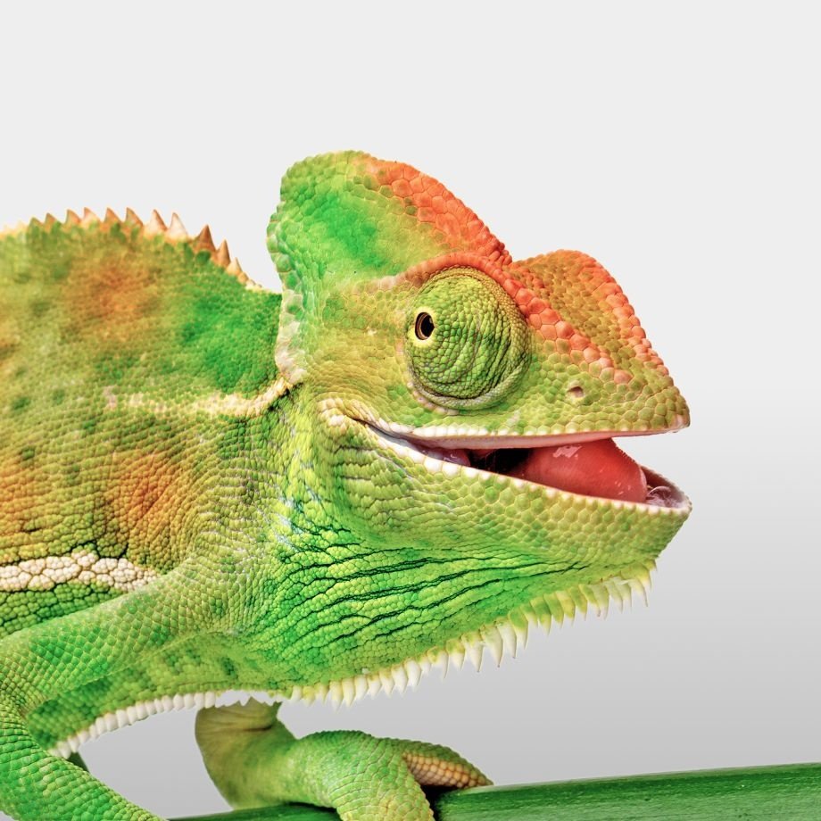 Pet Food and Supplies + Free Shipping | 35% Off First Autoship | Chewy