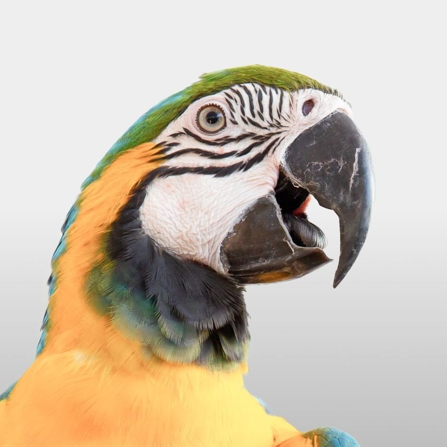 Pet Food and Supplies + Free Shipping | 35% Off First Autoship | Chewy